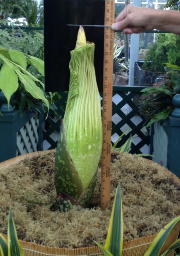 Rare corpse lily bloom to cause big stink at Volunteer Park ...